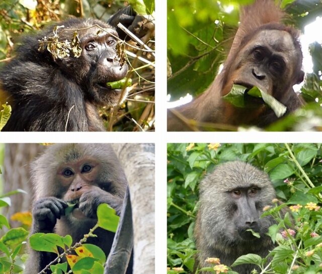 霊長類の旨味受容体の進化を解明！～ヒトは樹の上の葉に含まれるグルタミン酸に旨味を感じるよう進化した～ – 北海道大学 理学部 生物科学科（生物学）