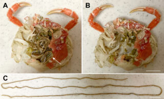 食卓からもたらされた新発見—海生ハリガネムシの新たな寄生相手を報告 – 北海道大学 理学部 生物科学科（生物学）