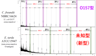 【高分子機能学】O157など菌の糖鎖型を素早く同定～グラム陰性菌の“未知”O抗原発見が可能な迅速同定法を実現～ – 北海道大学 理学部