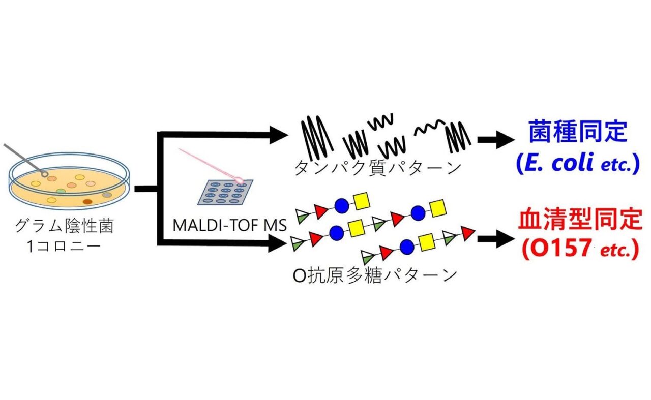 【高分子機能学】O157など菌の糖鎖型を素早く同定～グラム陰性菌の“未知”O抗原発見が可能な迅速同定法を実現～ – 北海道大学 理学部